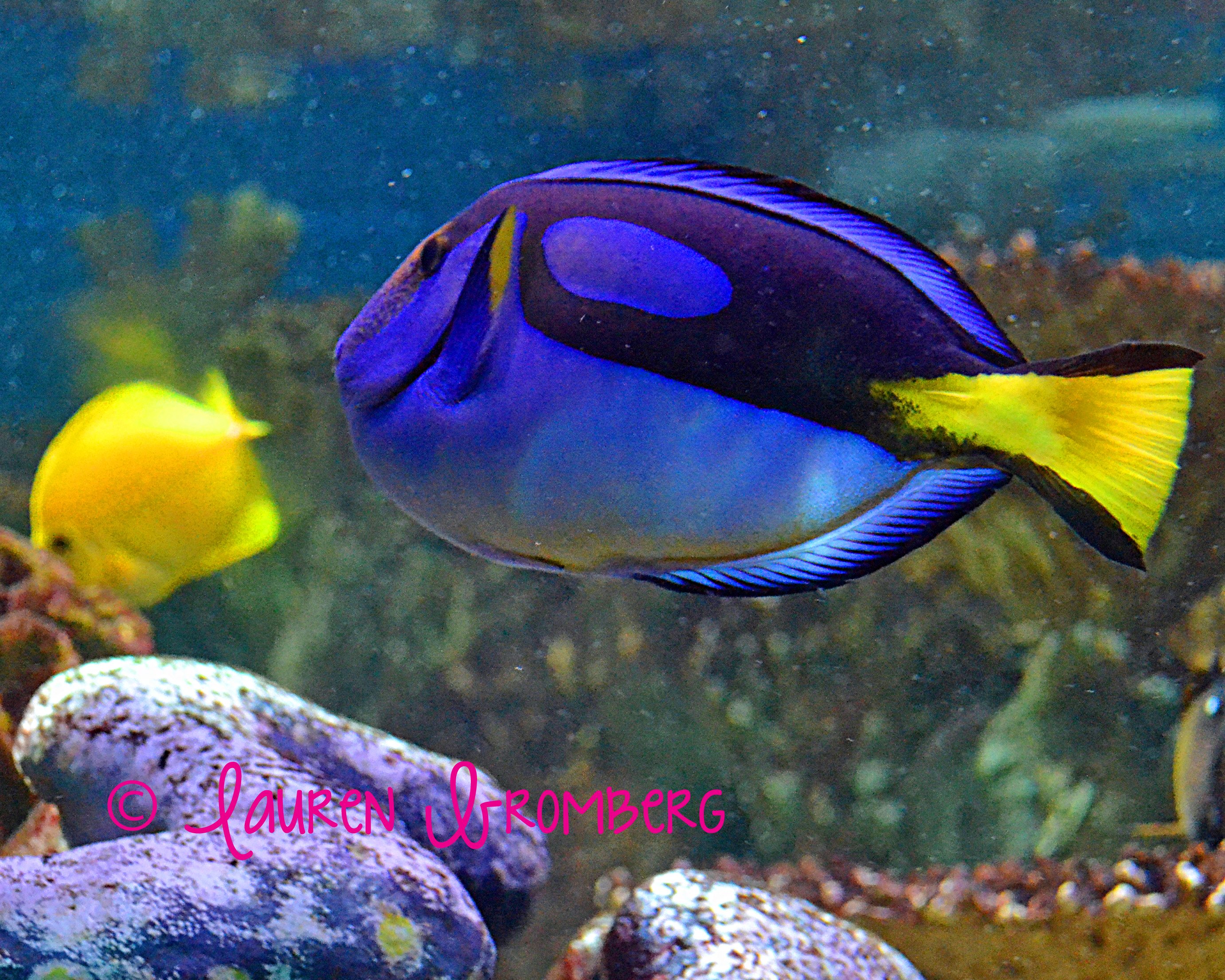 Dory, Just Keep Swimming, Blue Tang 8x10 Inch Photo Print on Luulla